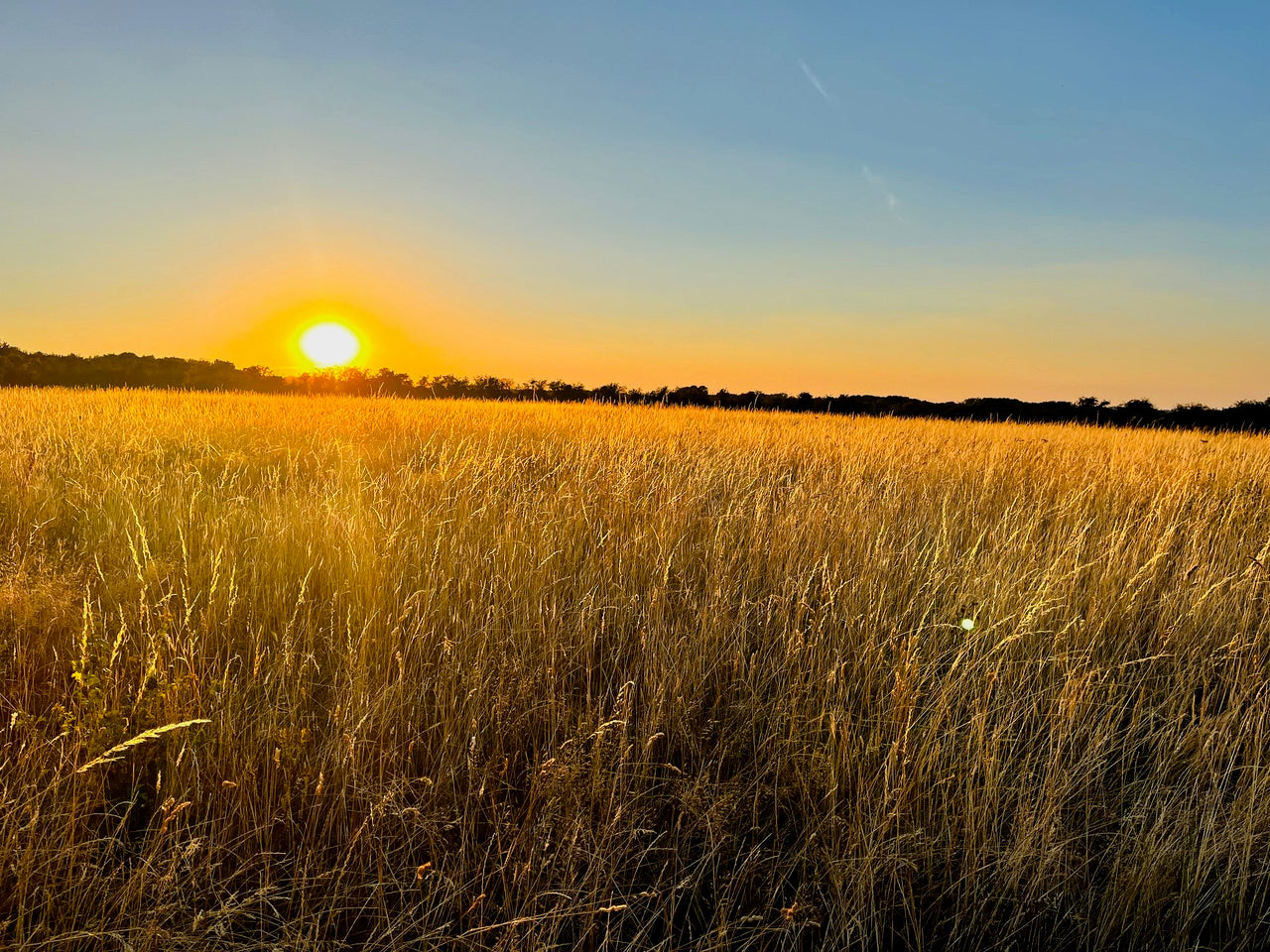 Pure Cremation Funeral Planning - Sentio Marketing